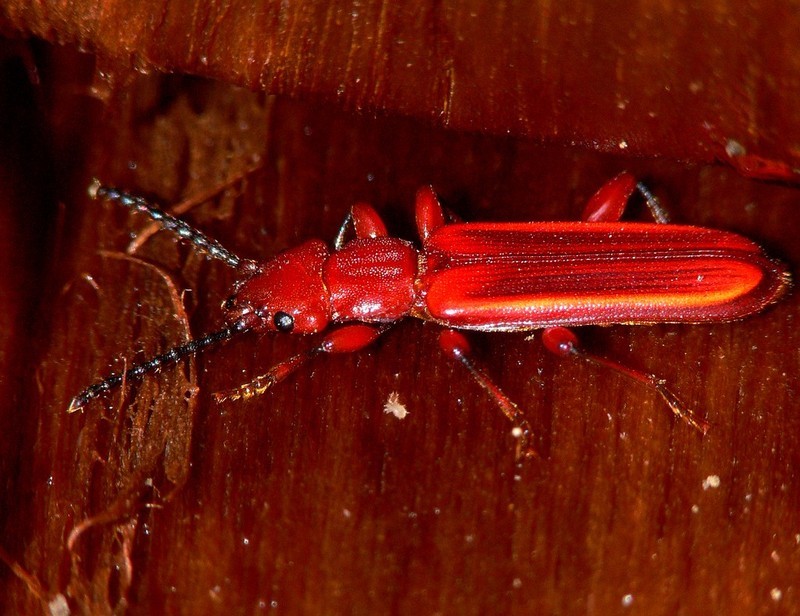 幼蟲在極度寒冷下生存 (Larvae survive extreme cold) | 仿生科技產業化資料庫