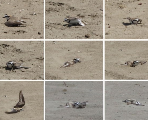 鳥類裝作自己受傷去引開掠食者 (Birds Feign Injury to Draw Away Predators) | 仿生科技產業化資料庫