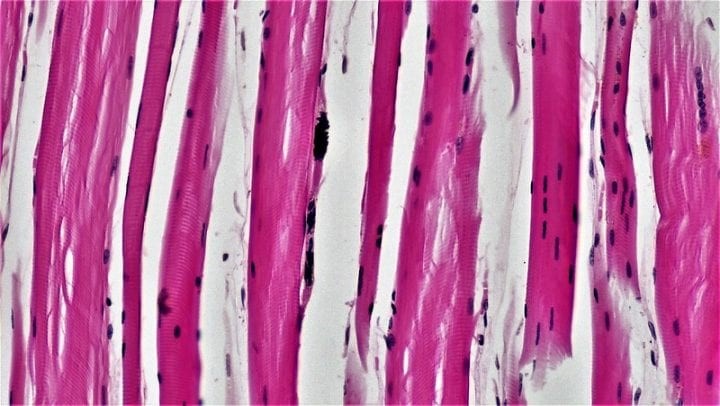 骨骼肌產生力量 (Skeletal Muscles Generate Force) | 仿生科技產業化資料庫