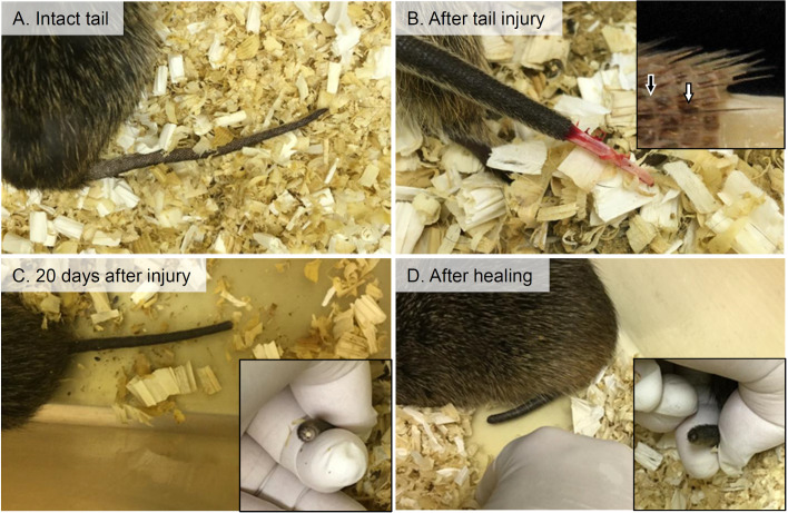 以尾巴脫落的方式逃脫 (Tail Shedding Allows Escape) | 仿生科技產業化資料庫