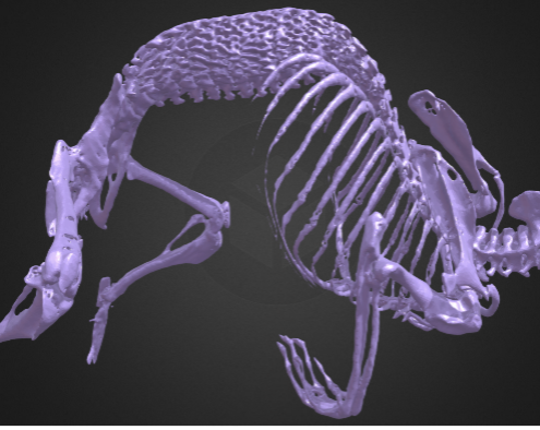 英雄鼩鼱非凡的脊椎 (The Hero Shrew’s Remarkable Spine) | 仿生科技產業化資料庫