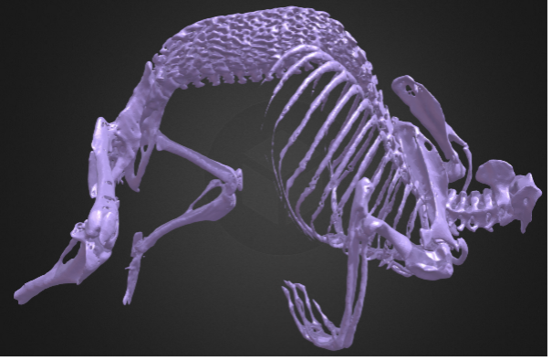 英雄鼩鼱非凡的脊椎 (The Hero Shrew’s Remarkable Spine) | 仿生科技產業化資料庫