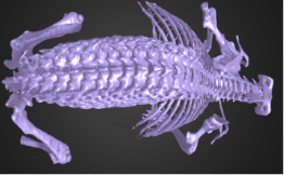 英雄鼩鼱非凡的脊椎 (The Hero Shrew’s Remarkable Spine) | 仿生科技產業化資料庫