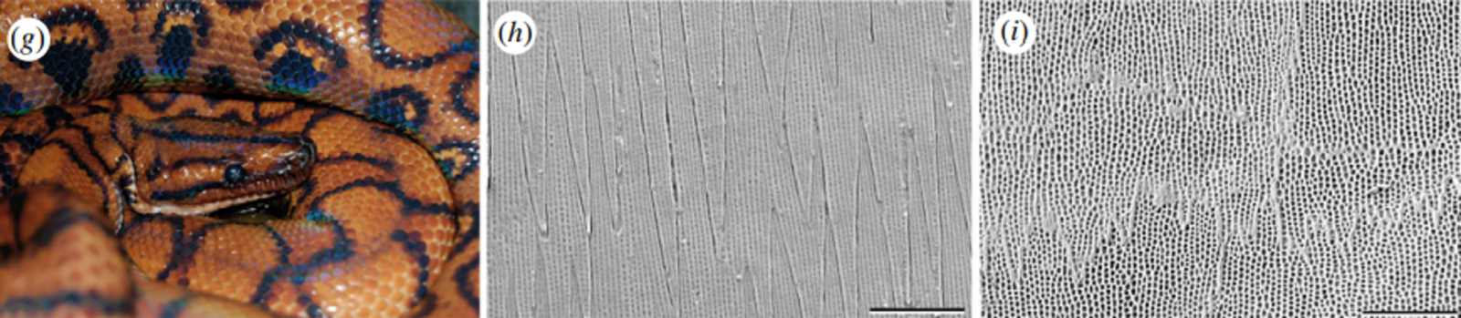 鱗片可最大限度地減少磨損 (Scales Minimize Abrasive Damage) | 仿生科技產業化資料庫